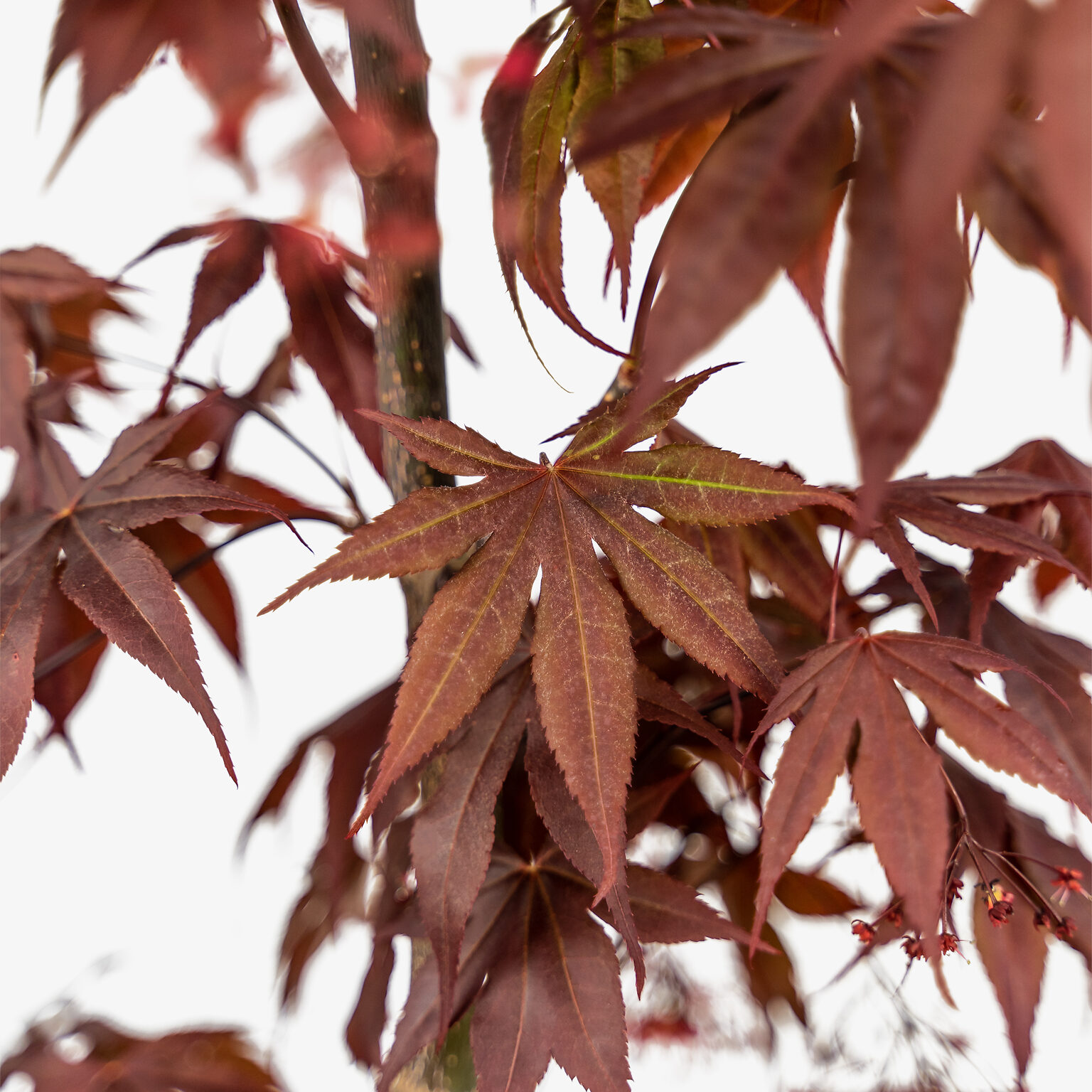 Fireglow Japanese Maple Tree For Sale Online | The Tree Center