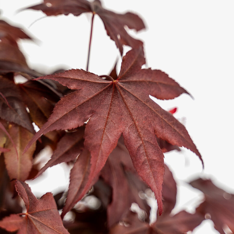 Fireglow Japanese Maple Tree For Sale Online | The Tree Center