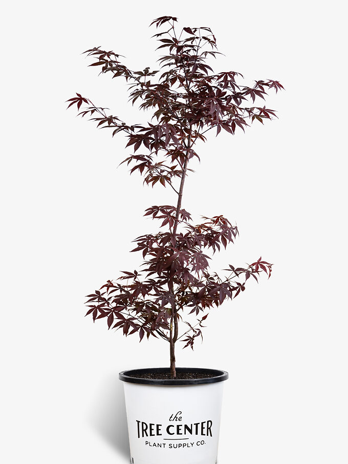 Japanese Maple Trees | Buy Japanese Maple Trees | The Tree Center