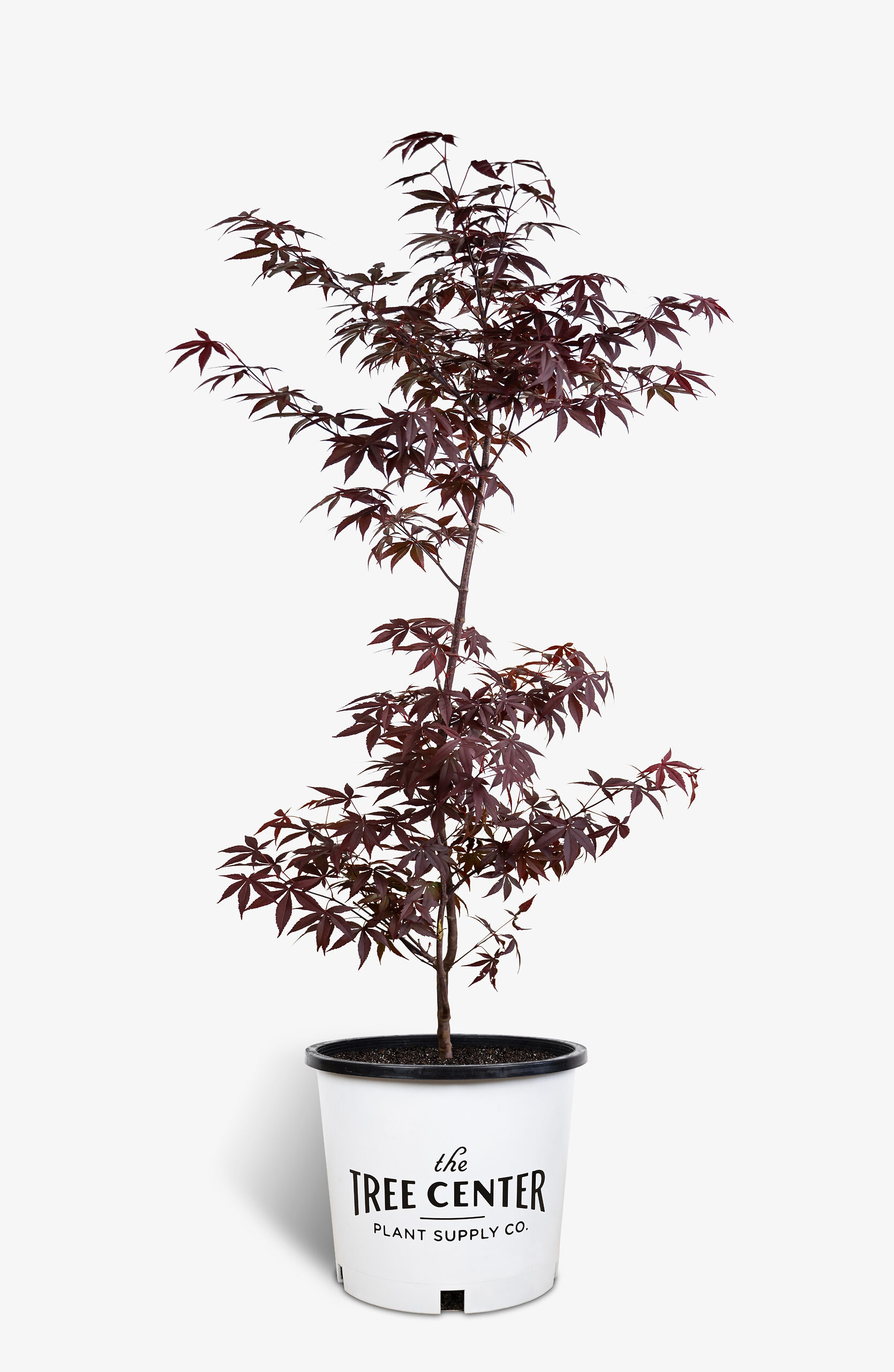 Fireglow Japanese Maple Tree For Sale Online | The Tree Center