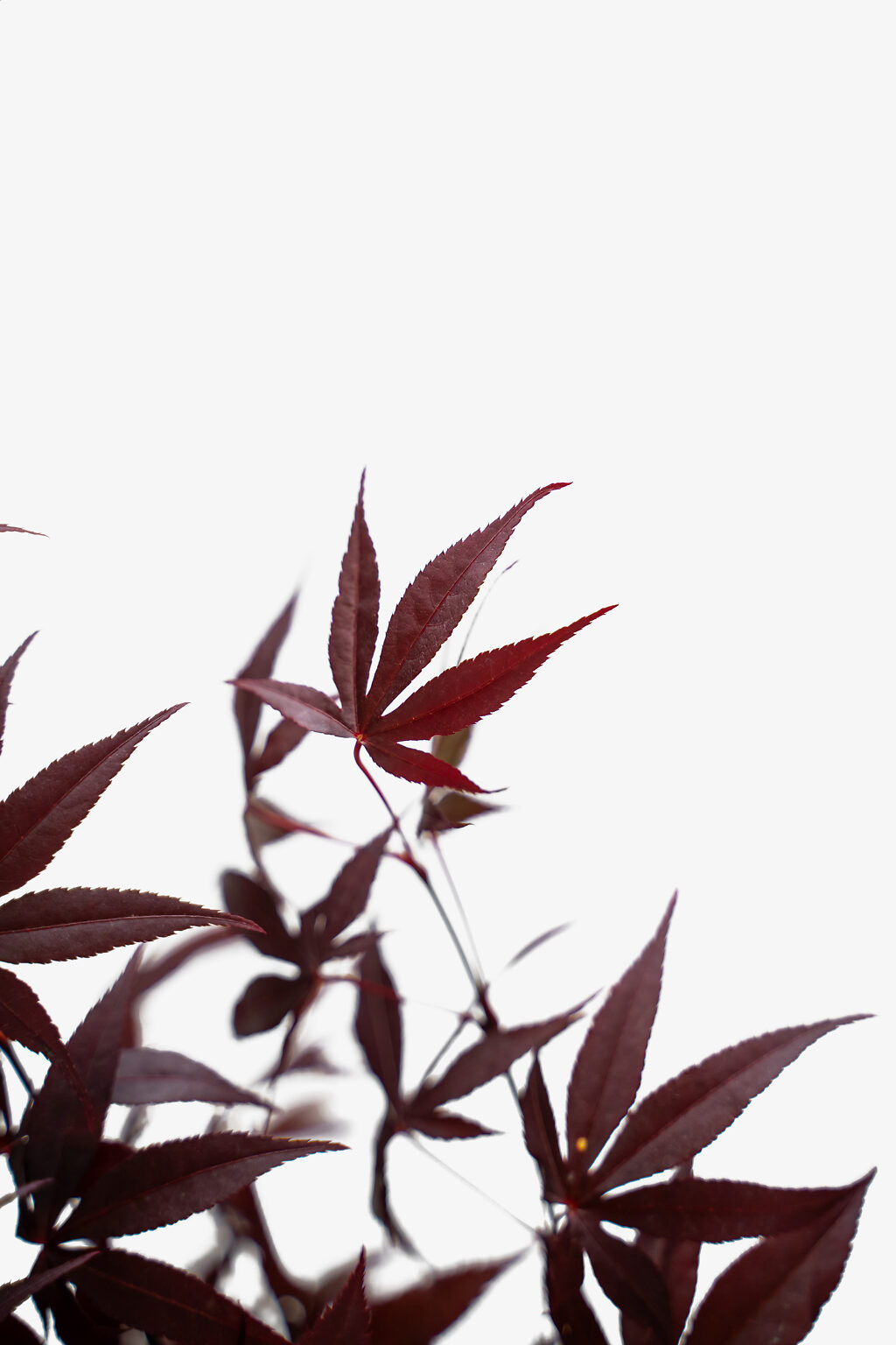 Fireglow Japanese Maple Tree For Sale Online | The Tree Center