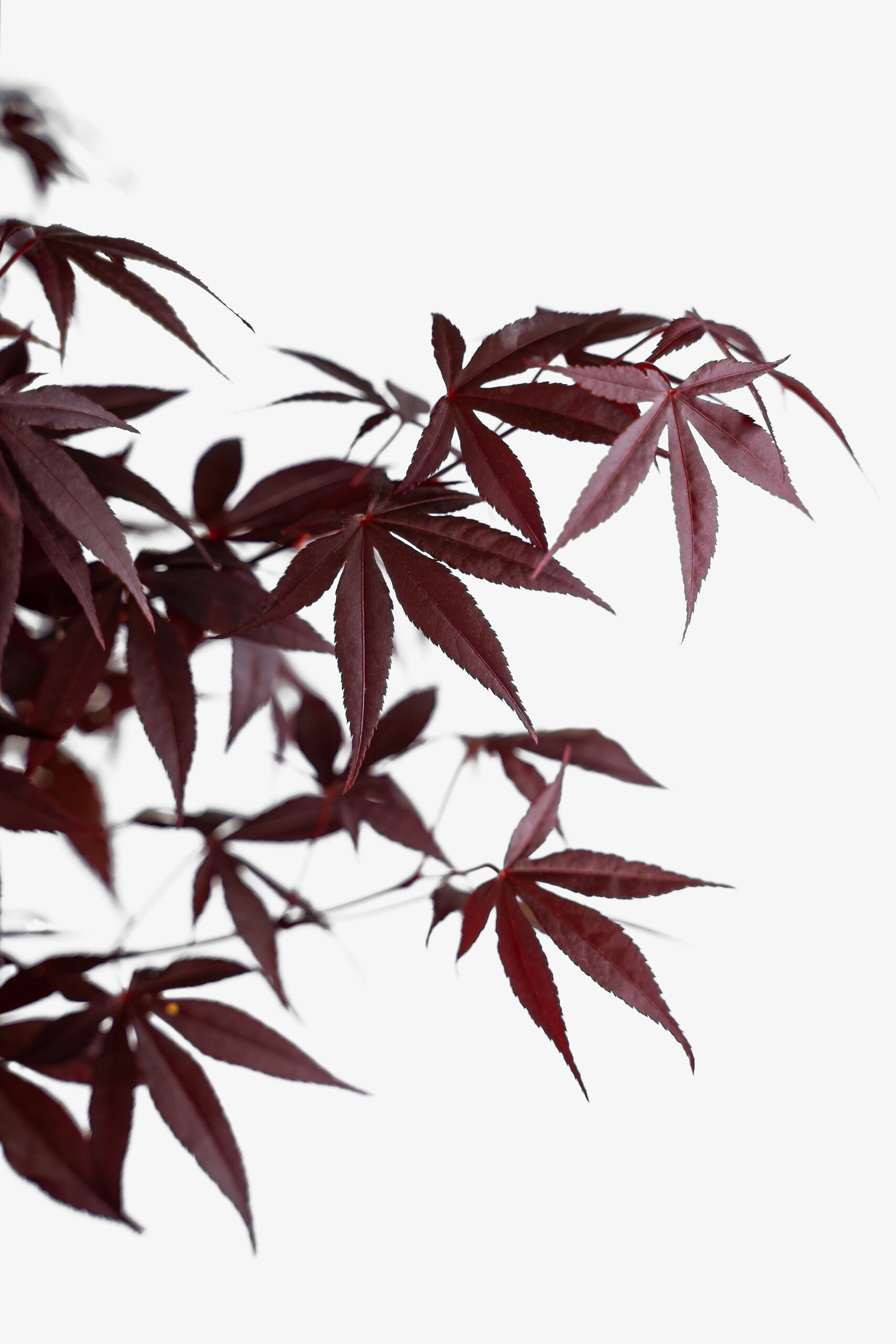 Fireglow Japanese Maple Tree For Sale Online | The Tree Center