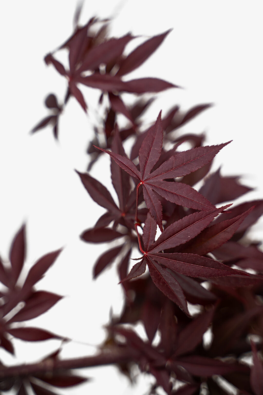 Fireglow Japanese Maple Tree For Sale Online | The Tree Center