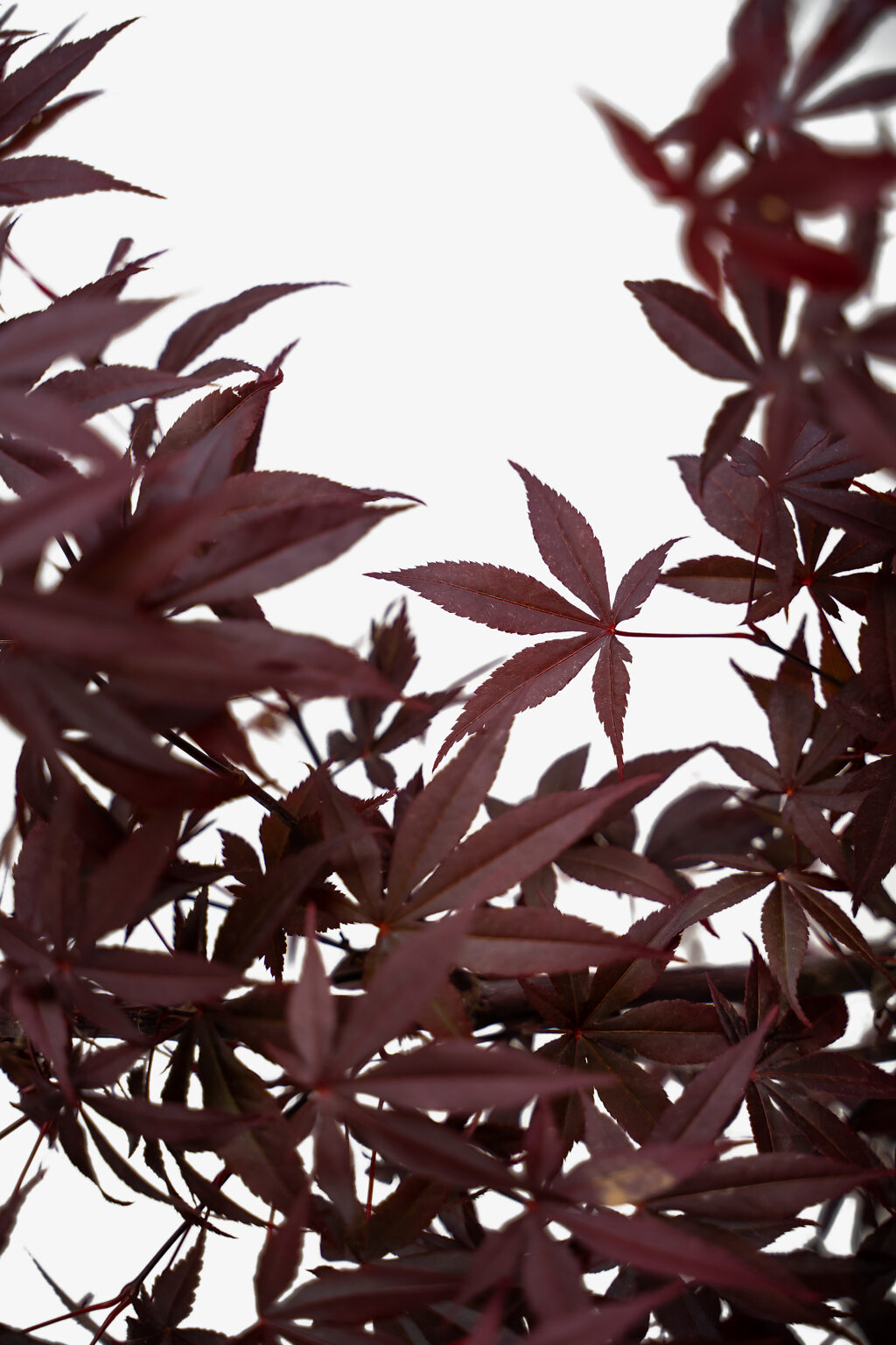 Fireglow Japanese Maple Tree For Sale Online | The Tree Center