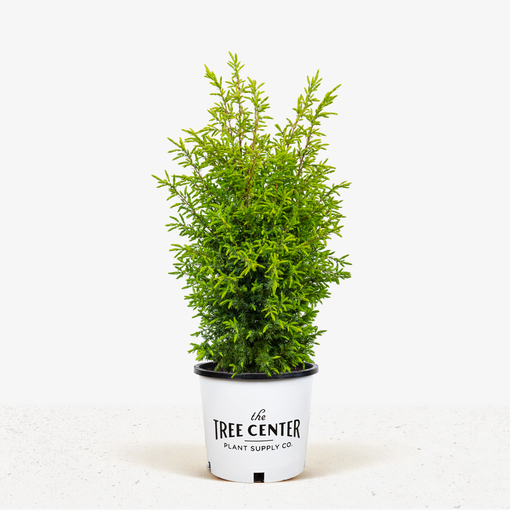 Gold Cone Juniper Tree For Sale Online | The Tree Center