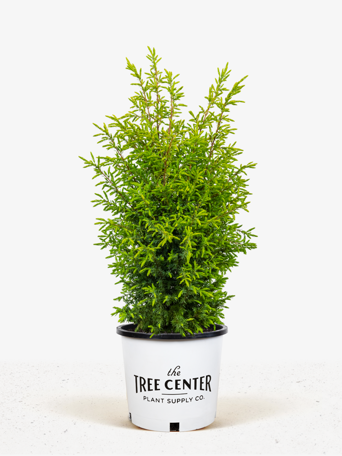 Wichita Blue Juniper Tree | The Tree Center