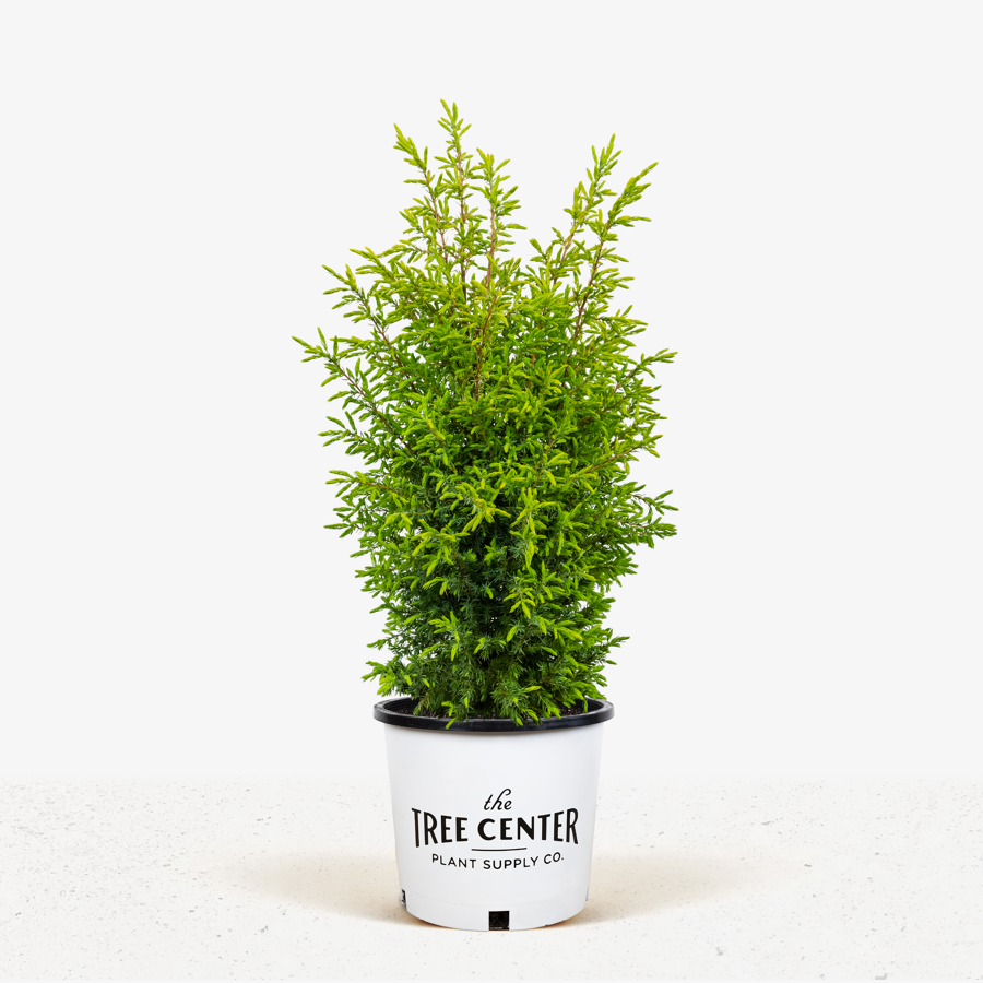 Gold Cone Juniper Tree For Sale Online | The Tree Center