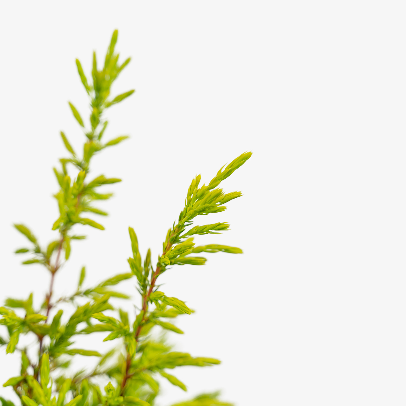 Gold Cone Juniper Tree For Sale Online | The Tree Center