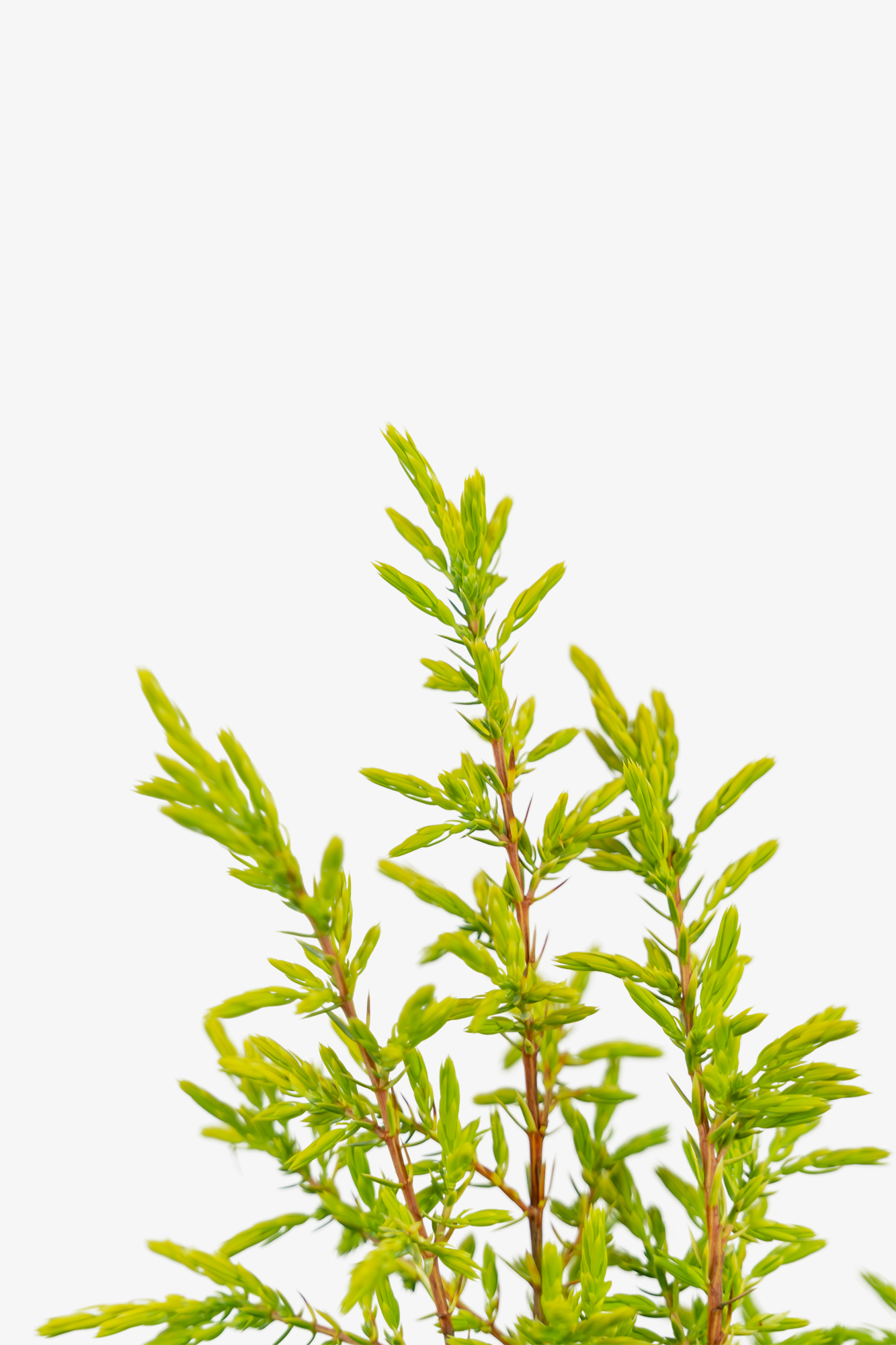 Gold Cone Juniper Tree For Sale Online | The Tree Center