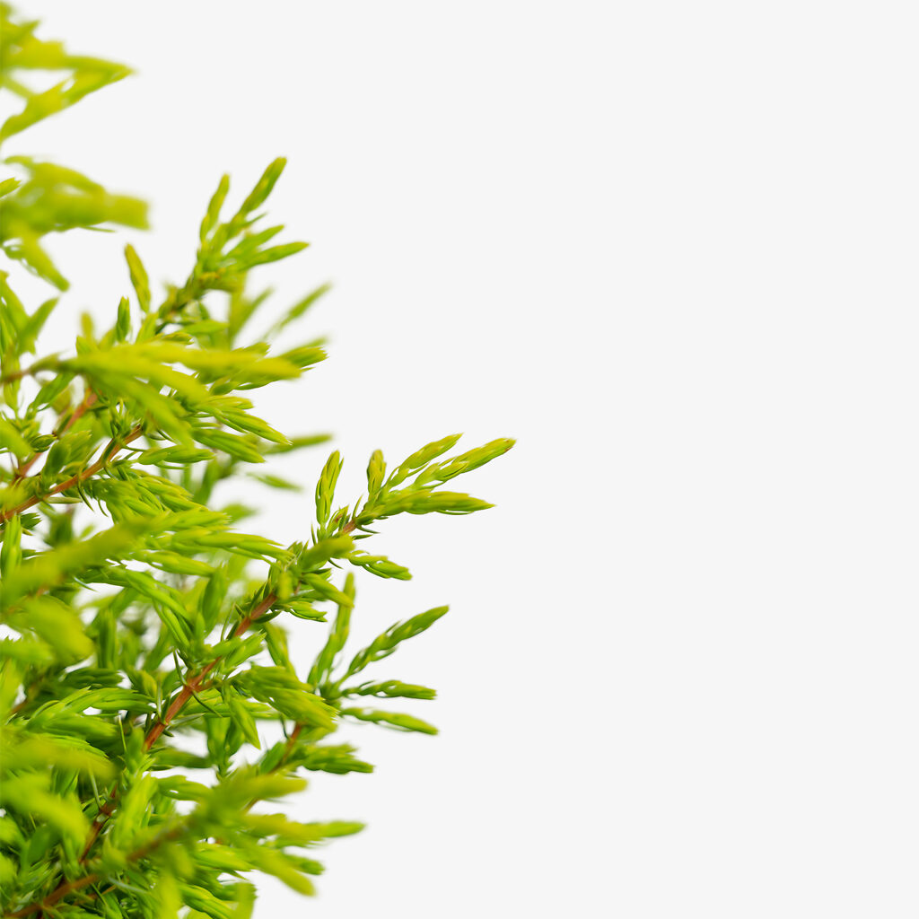 Gold Cone Juniper Tree For Sale Online | The Tree Center