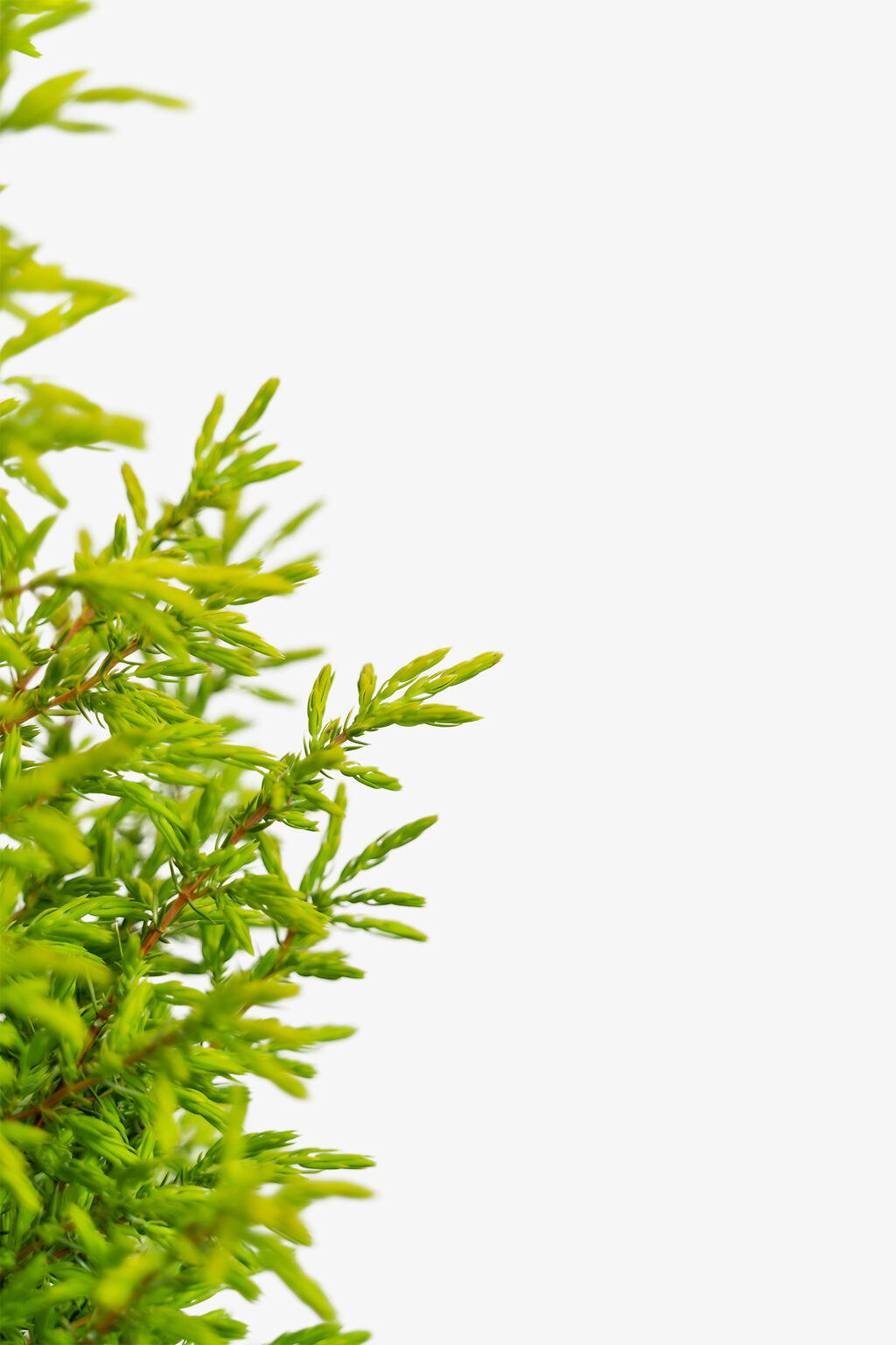 Gold Cone Juniper Tree For Sale Online | The Tree Center