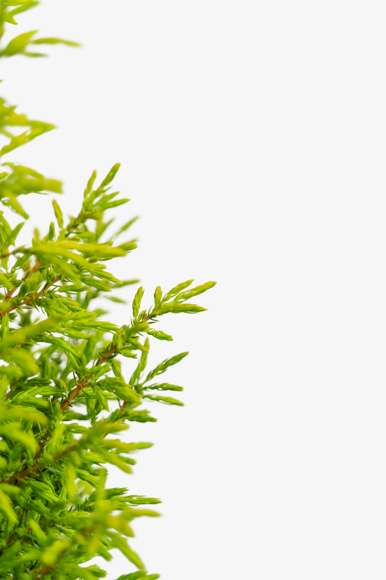 Gold Cone Juniper Tree For Sale Online | The Tree Center