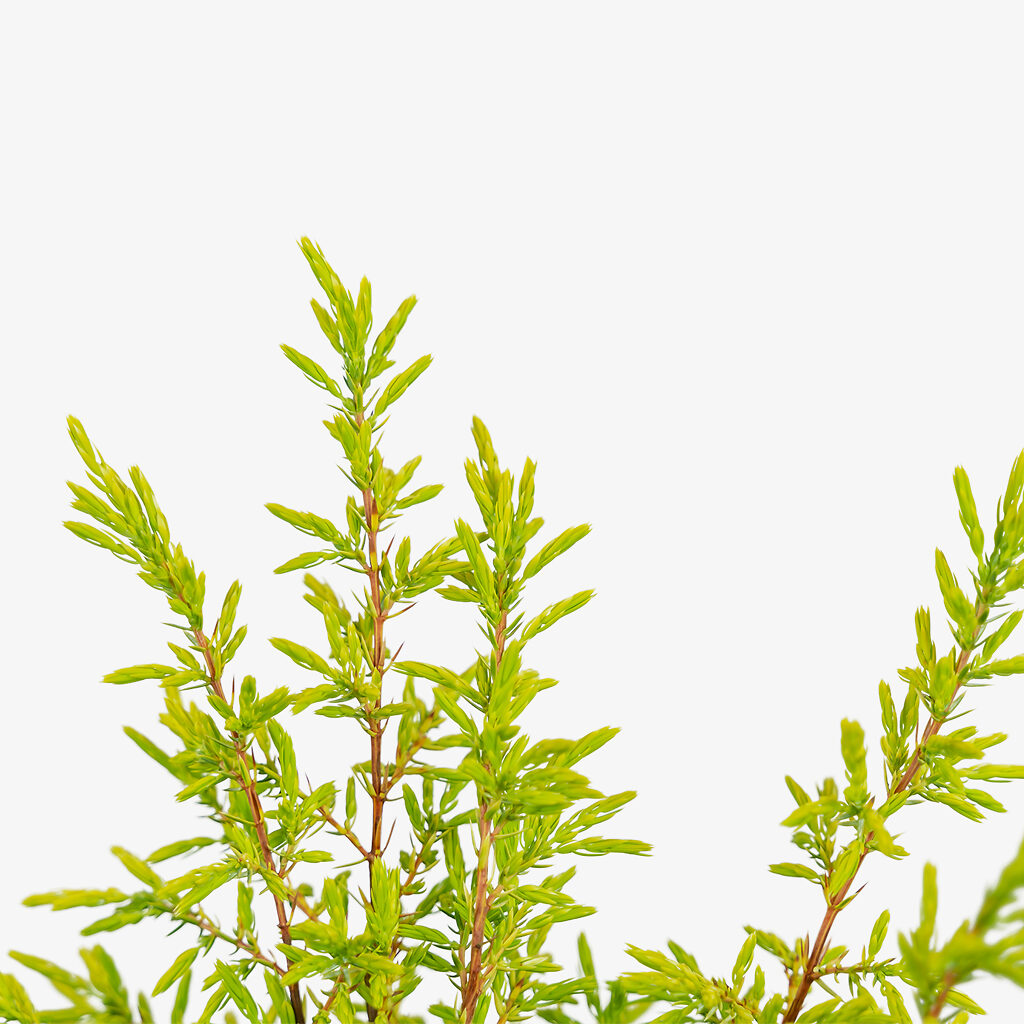 Gold Cone Juniper Tree For Sale Online | The Tree Center