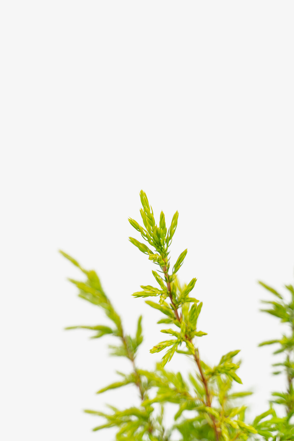 Gold Cone Juniper Tree For Sale Online | The Tree Center