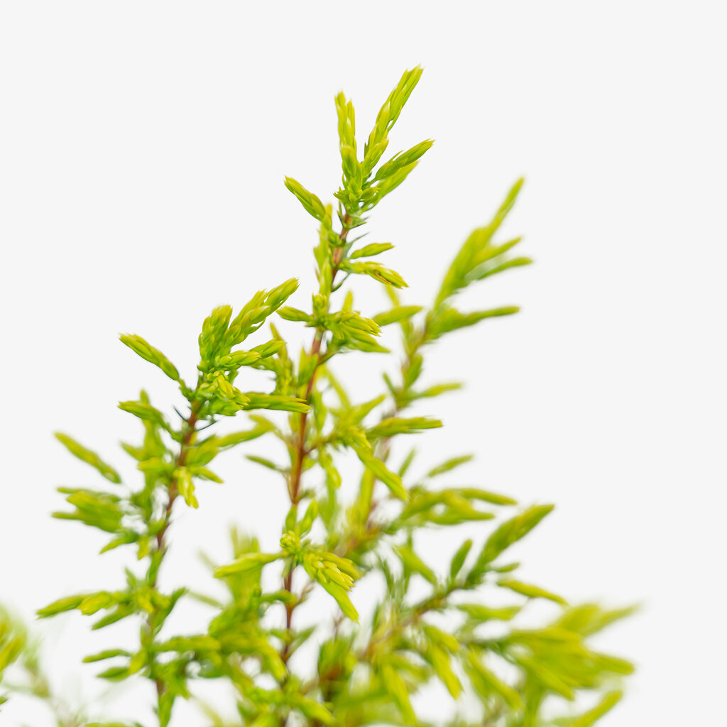 Gold Cone Juniper Tree For Sale Online | The Tree Center