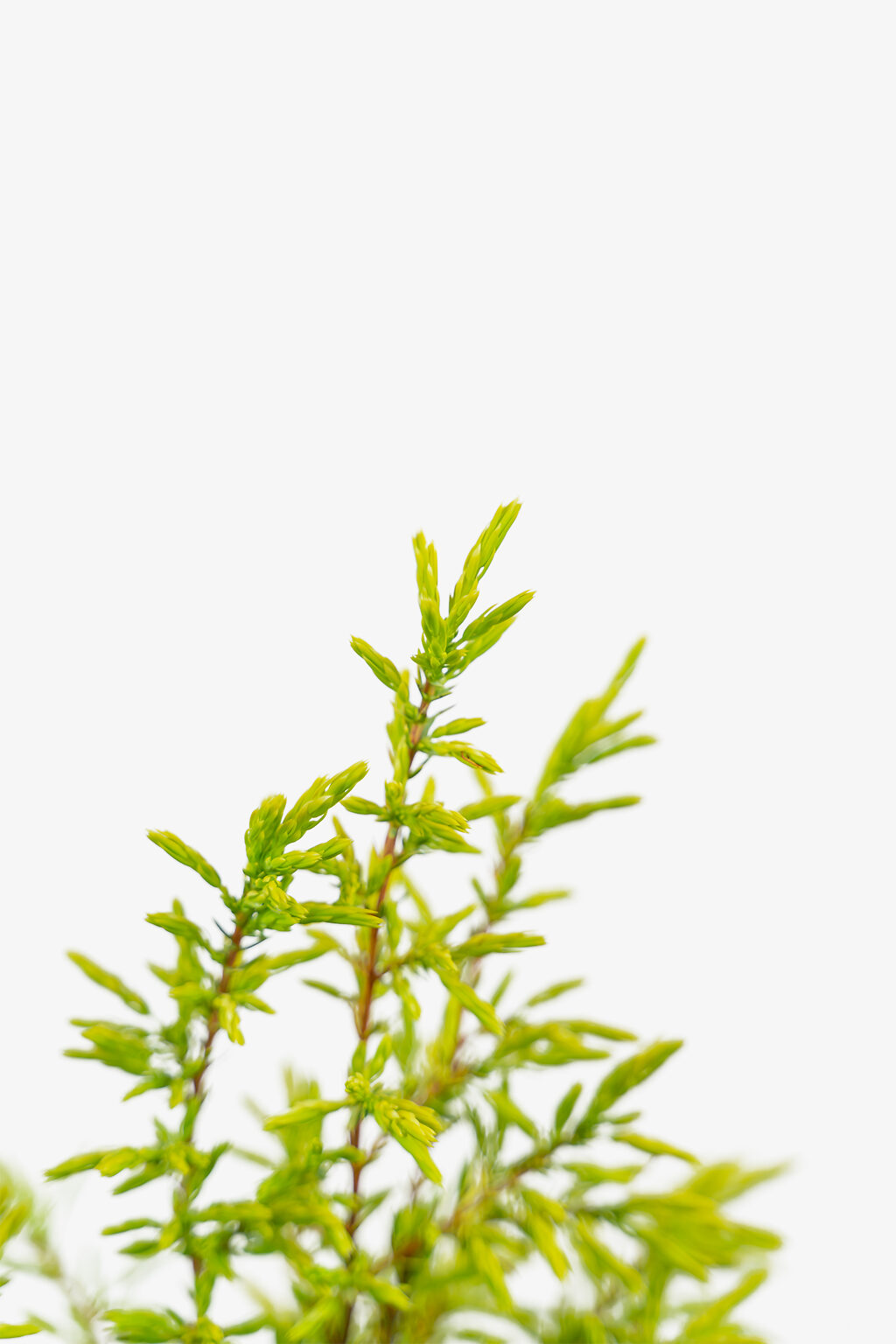 Gold Cone Juniper Tree For Sale Online | The Tree Center