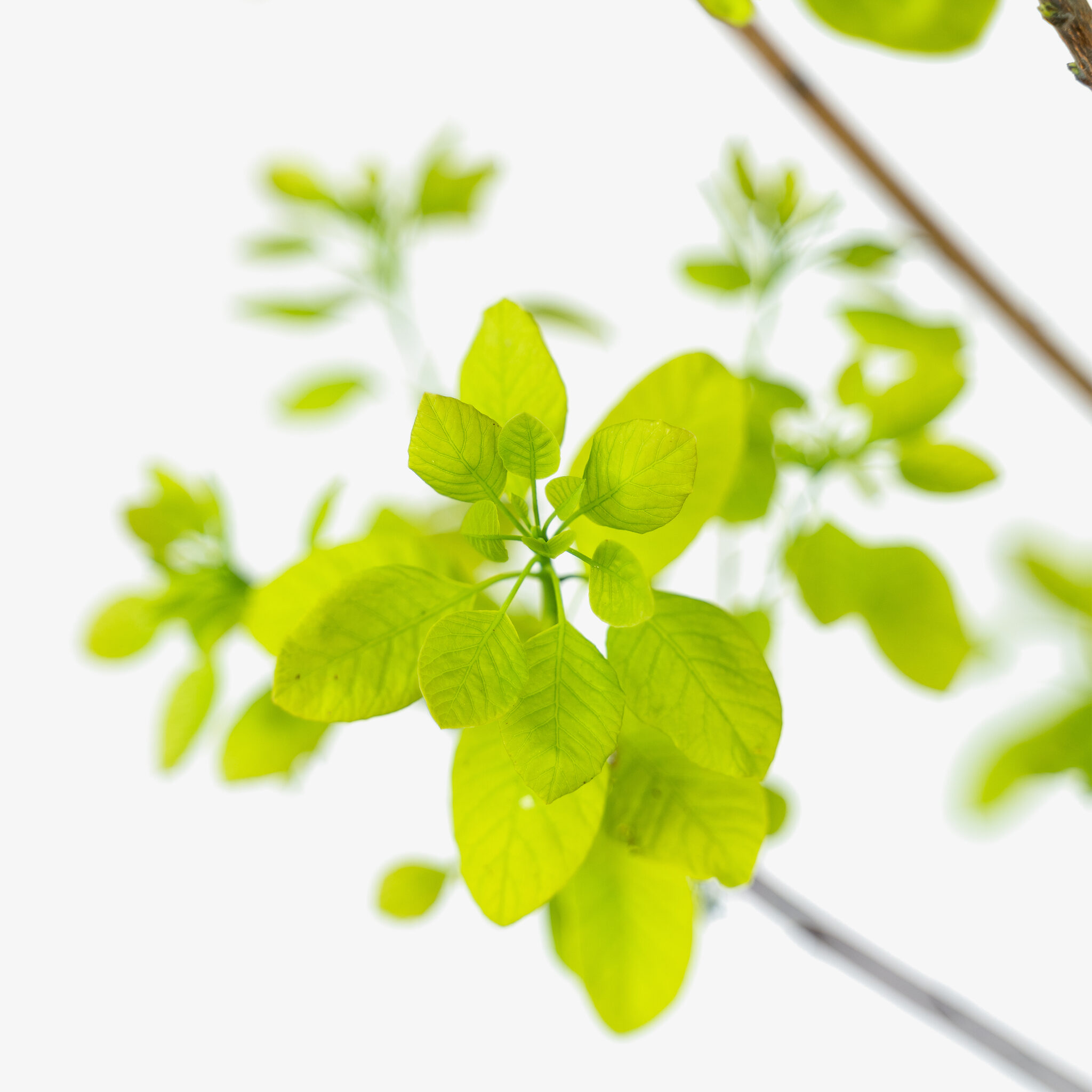 Golden Spirit Smoketree For Sale Online | The Tree Center