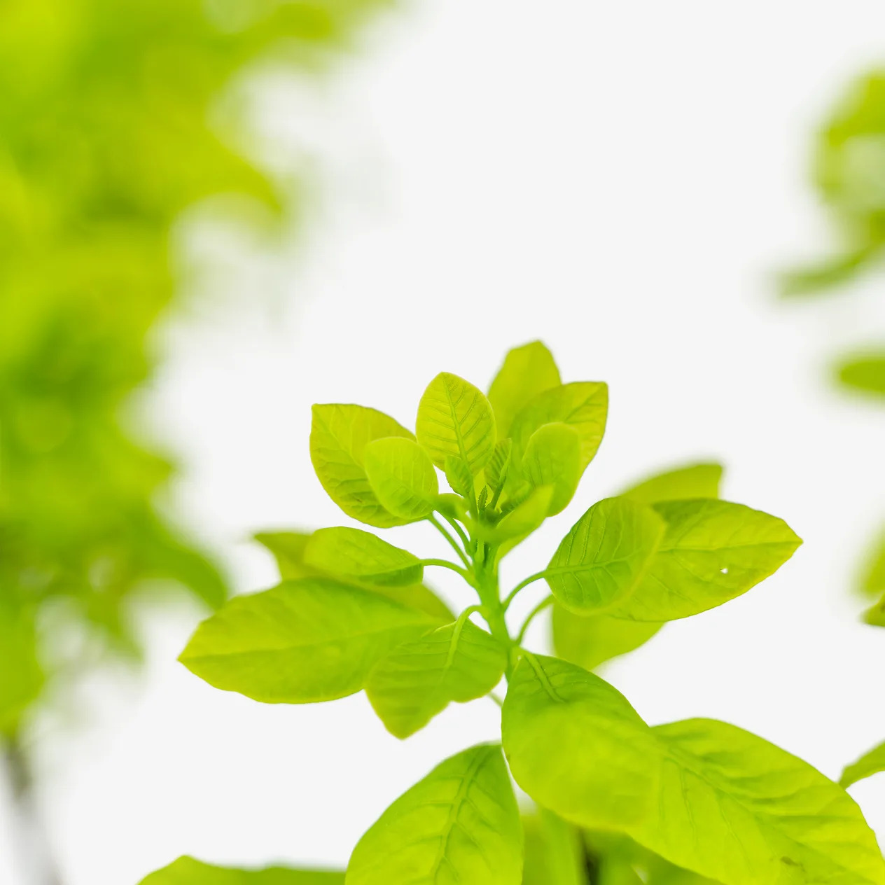 Golden Spirit Smoketree For Sale Online | The Tree Center