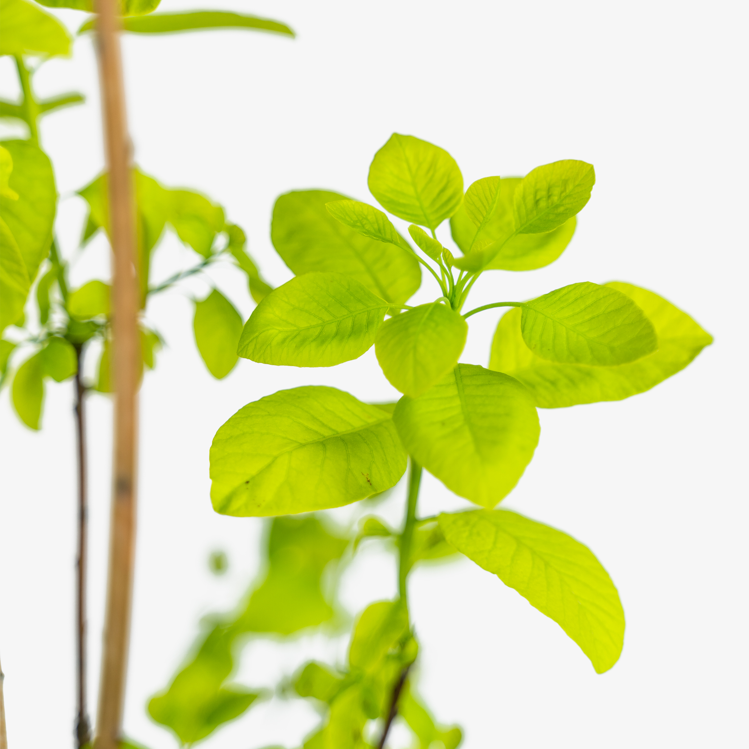Golden Spirit Smoketree For Sale Online | The Tree Center