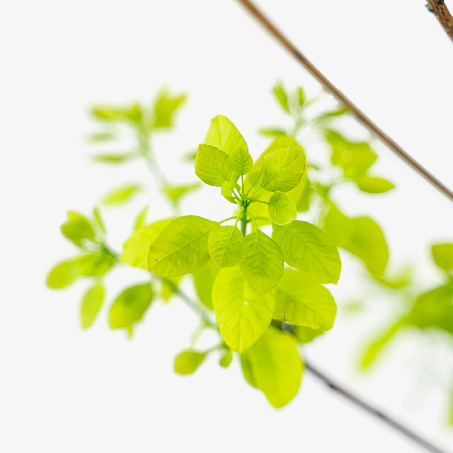 Golden Spirit Smoketree For Sale Online | The Tree Center
