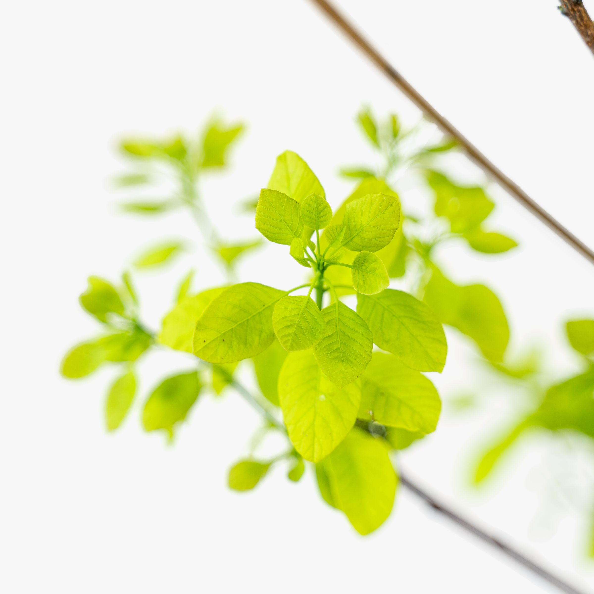 Golden Spirit Smoketree For Sale Online | The Tree Center