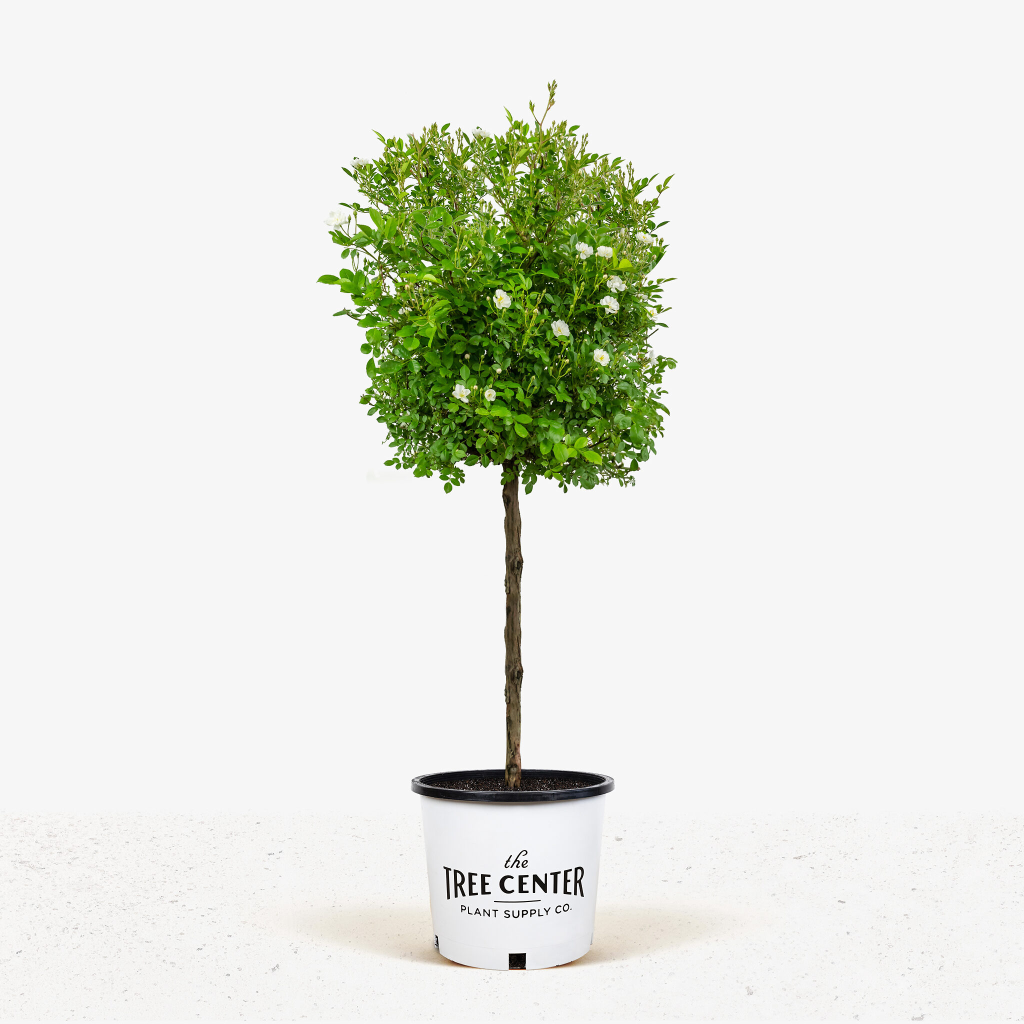 Gourmet Popcorn Miniature Rose Trees For Sale Online | The Tree Center