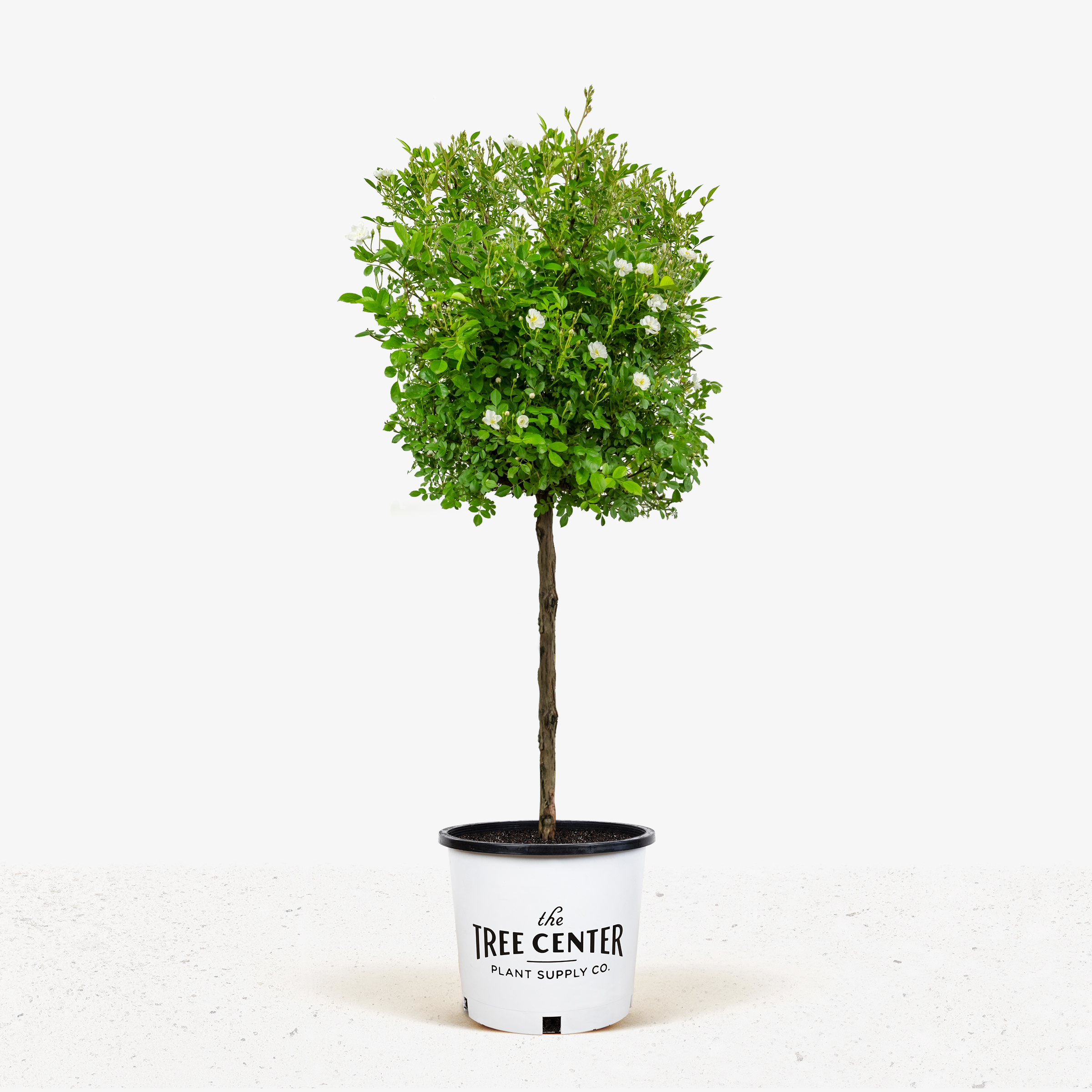 Gourmet Popcorn Miniature Rose Trees For Sale Online | The Tree Center