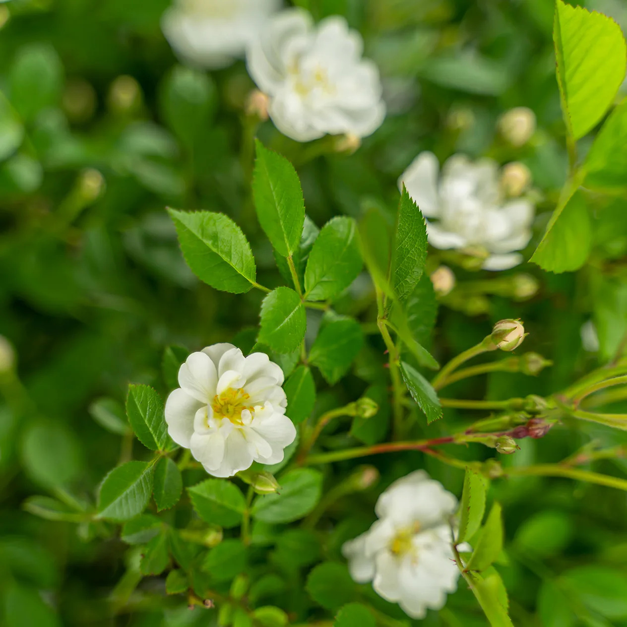 Gourmet Popcorn Miniature Rose Trees For Sale Online | The Tree Center