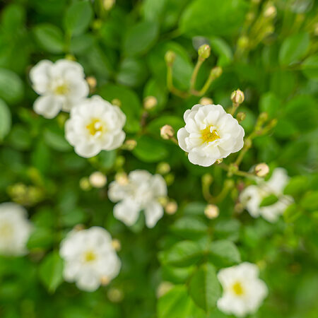 Gourmet Popcorn Miniature Rose Trees For Sale Online | The Tree Center