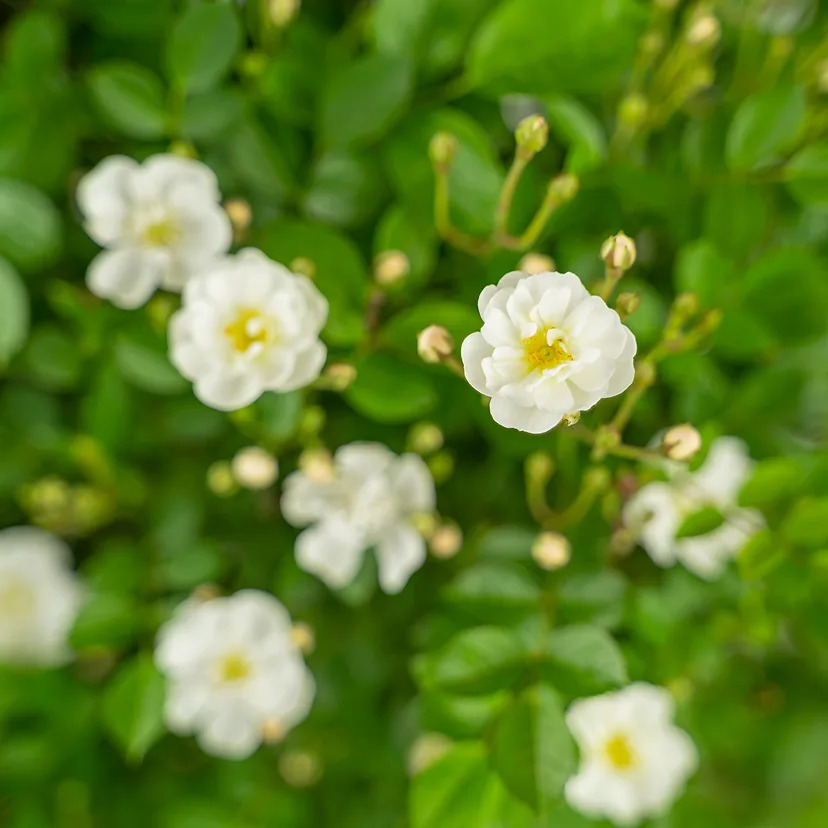 Gourmet Popcorn Miniature Rose Trees For Sale Online | The Tree Center