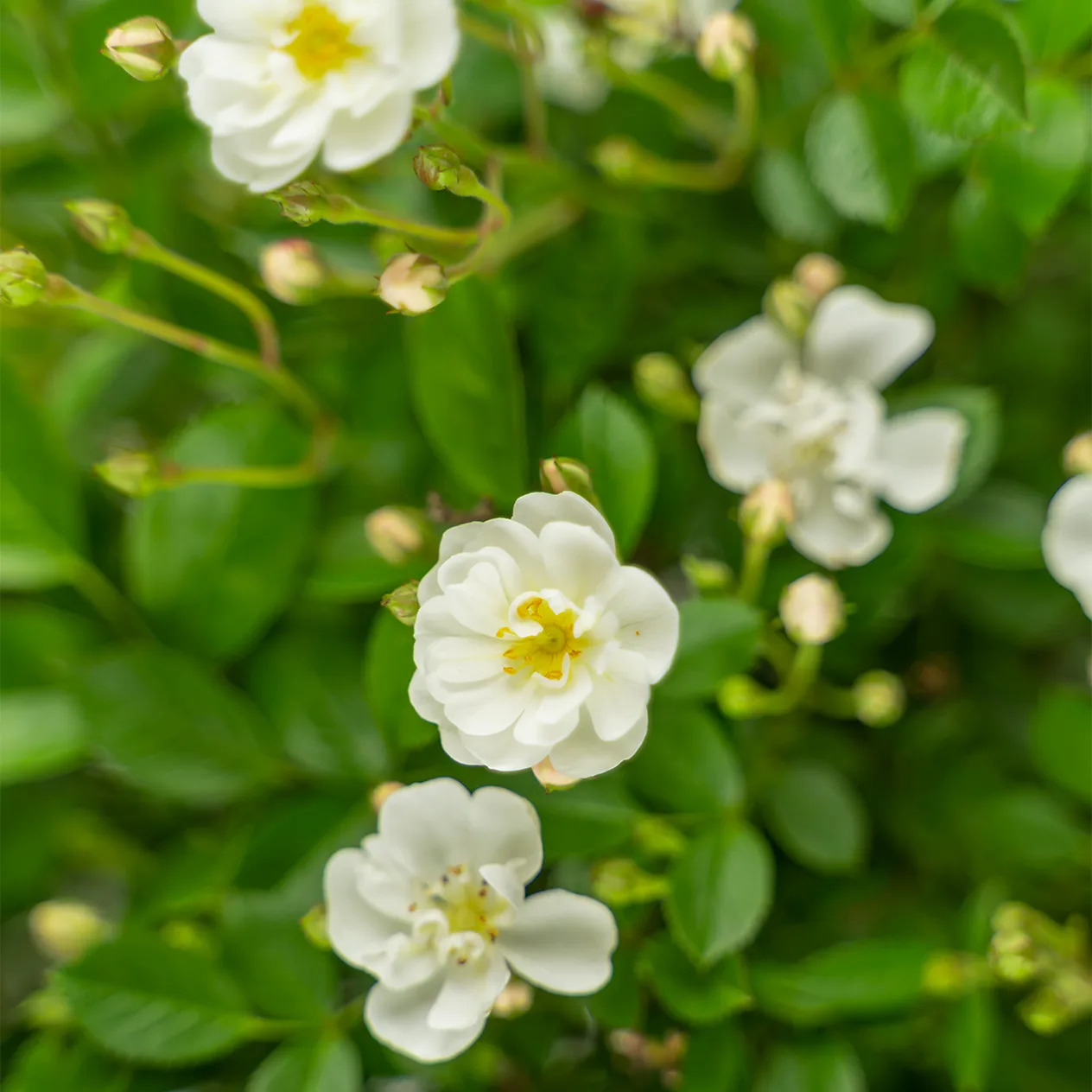 Gourmet Popcorn Miniature Rose Trees For Sale Online | The Tree Center