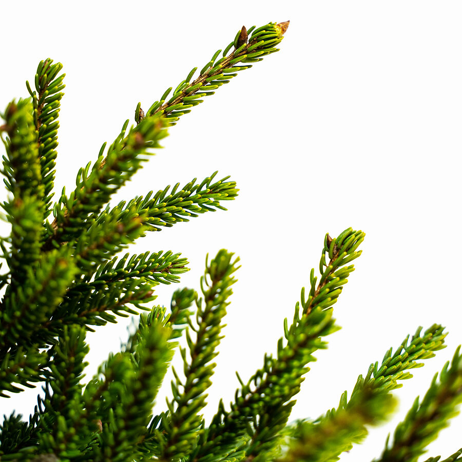 Green Oriental Spruce Trees For Sale Online | The Tree Center