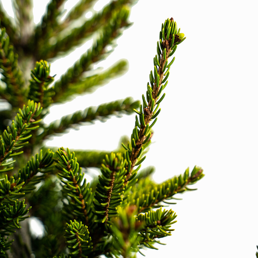 Green Oriental Spruce Trees For Sale Online | The Tree Center
