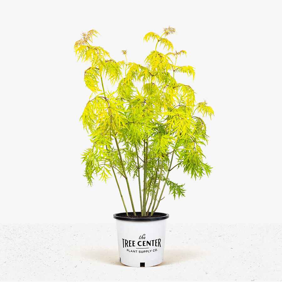 Lemony Lace Elderberry Shrubs For Sale Online | The Tree Center