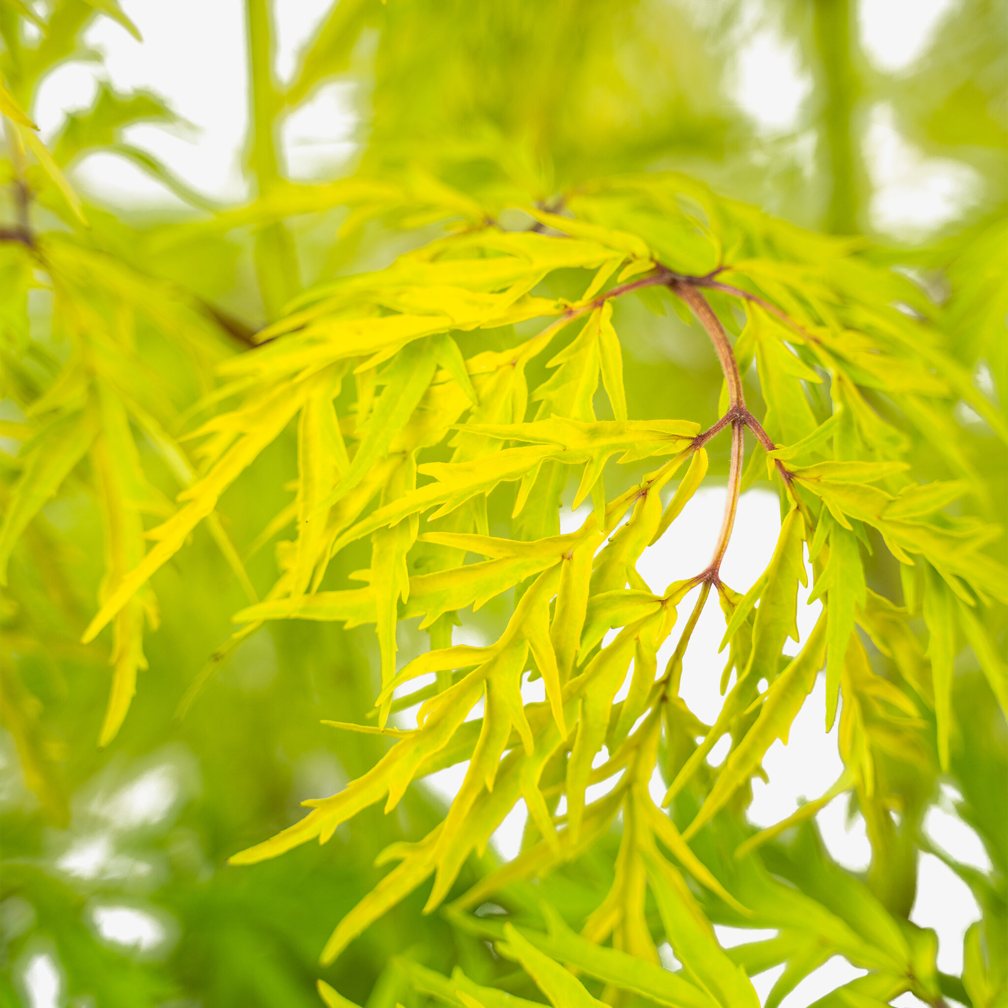 Lemony Lace Elderberry Shrubs For Sale Online | The Tree Center