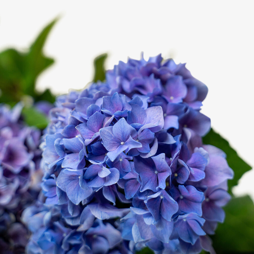 Let's Dance Rhythmic Blue Hydrangea Shrubs For Sale Online | The Tree ...