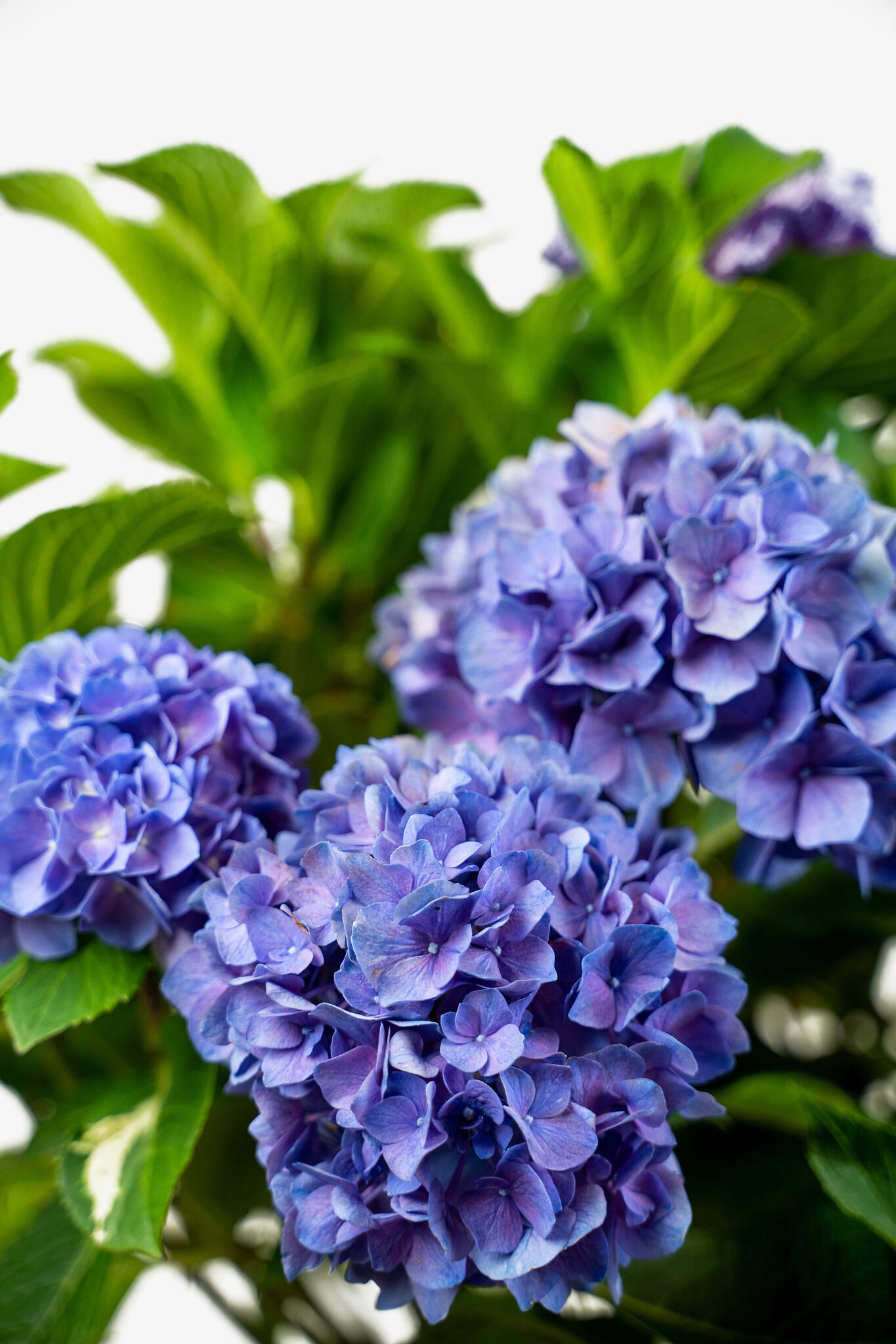 Let's Dance Rhythmic Blue Hydrangea Shrubs For Sale Online | The Tree ...