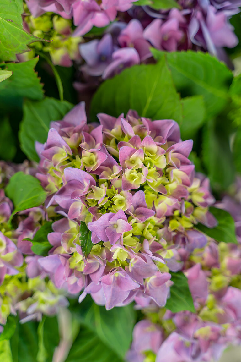 Let's Dance Rhythmic Blue Hydrangea Shrubs For Sale Online | The Tree ...