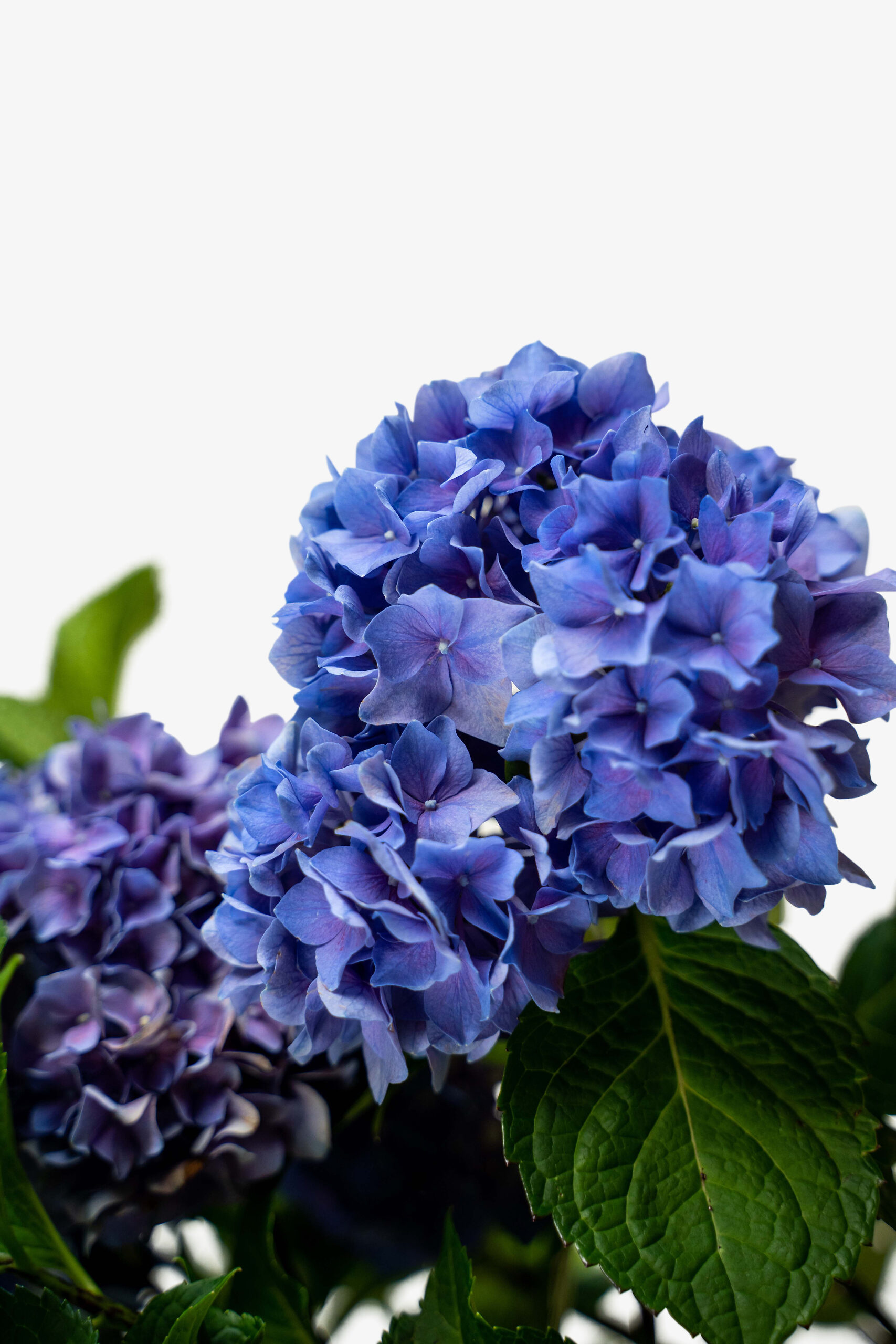 Let's Dance Rhythmic Blue Hydrangea Shrubs For Sale Online | The Tree ...