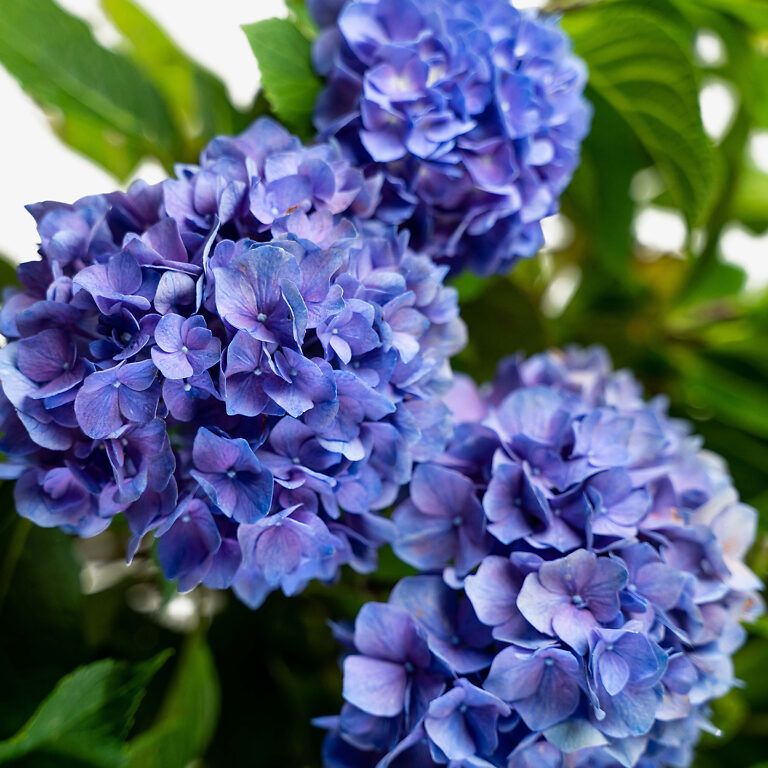 Let's Dance Rhythmic Blue Hydrangea Shrubs For Sale Online | The Tree ...