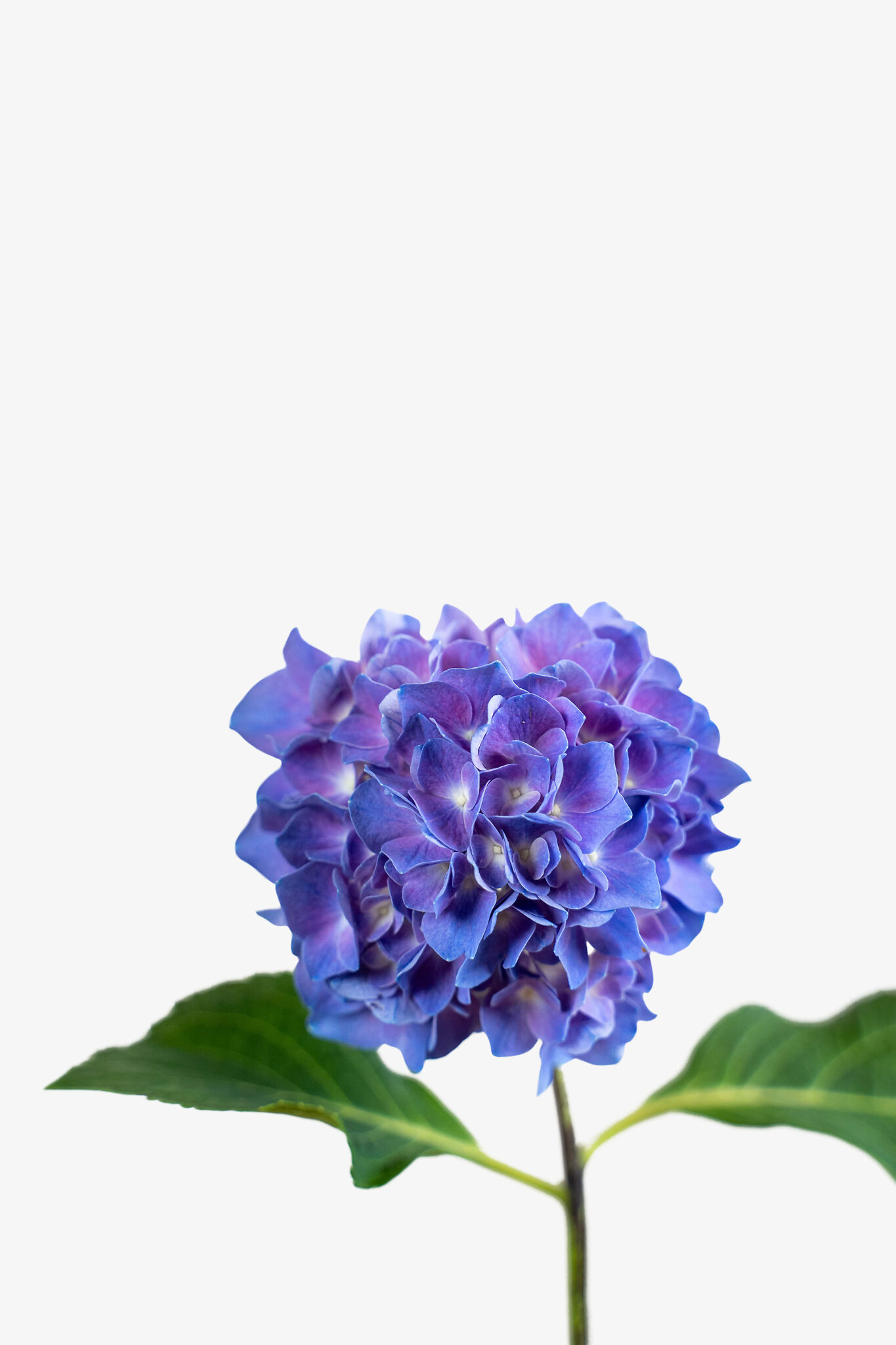 Let's Dance Rhythmic Blue Hydrangea Shrubs For Sale Online | The Tree ...