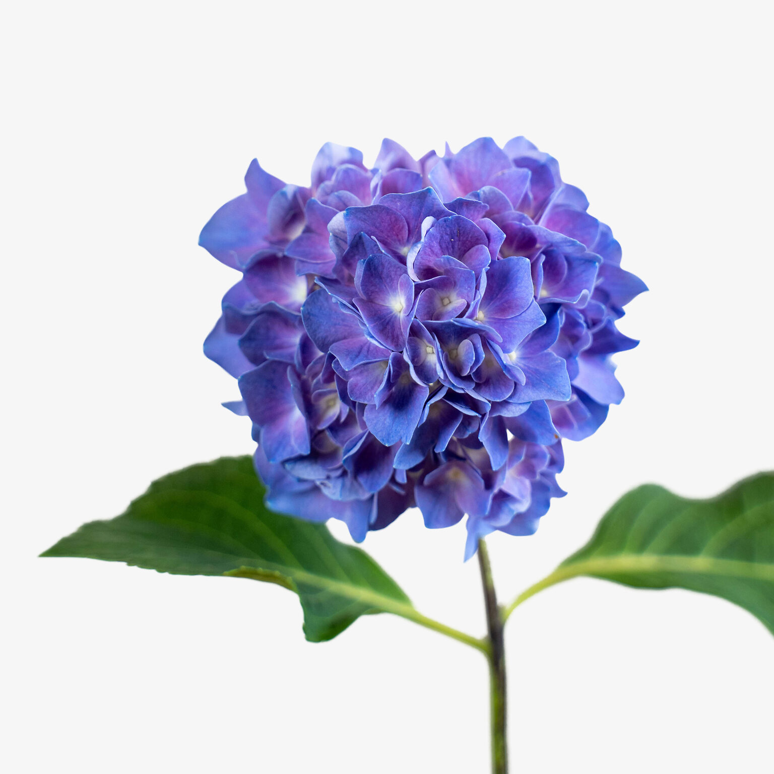 Let's Dance Rhythmic Blue Hydrangea Shrubs For Sale Online | The Tree ...