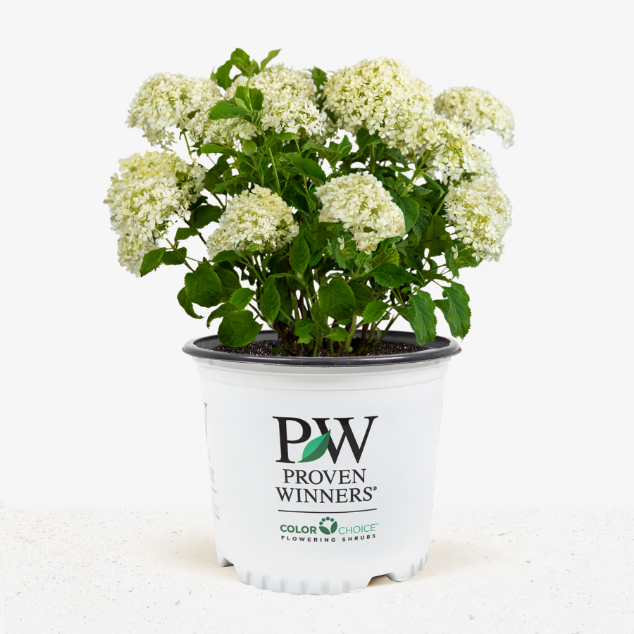 Invincibelle Limetta Hydrangea Shrubs For Sale Online | The Tree Center