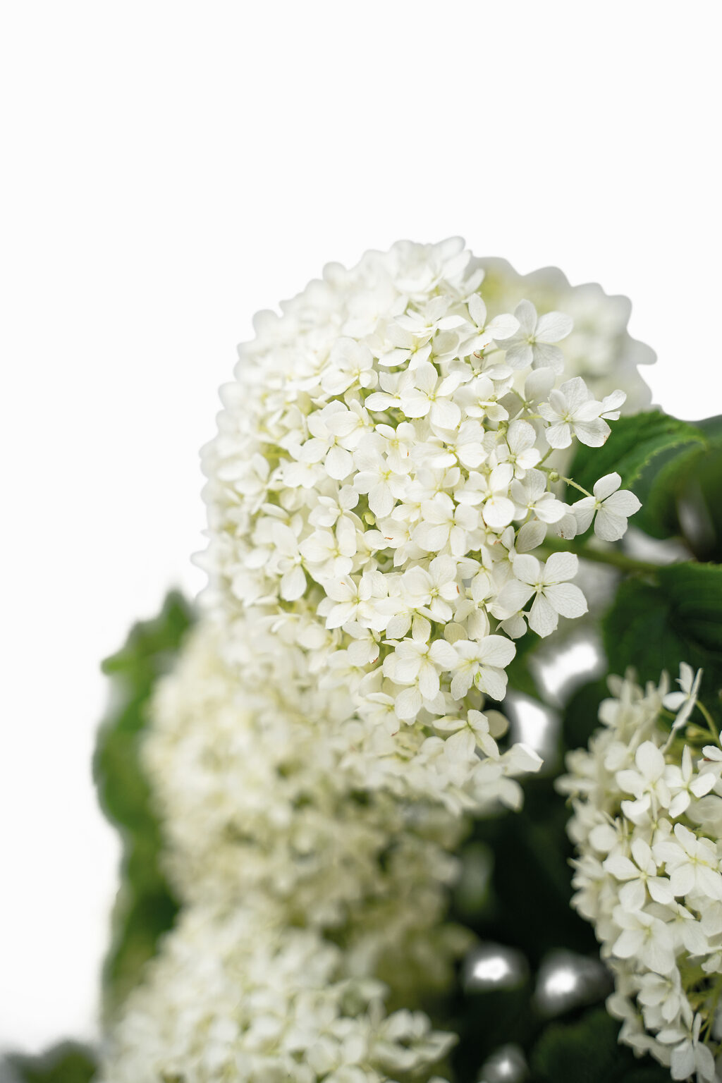 Invincibelle Limetta Hydrangea Shrubs For Sale Online | The Tree Center