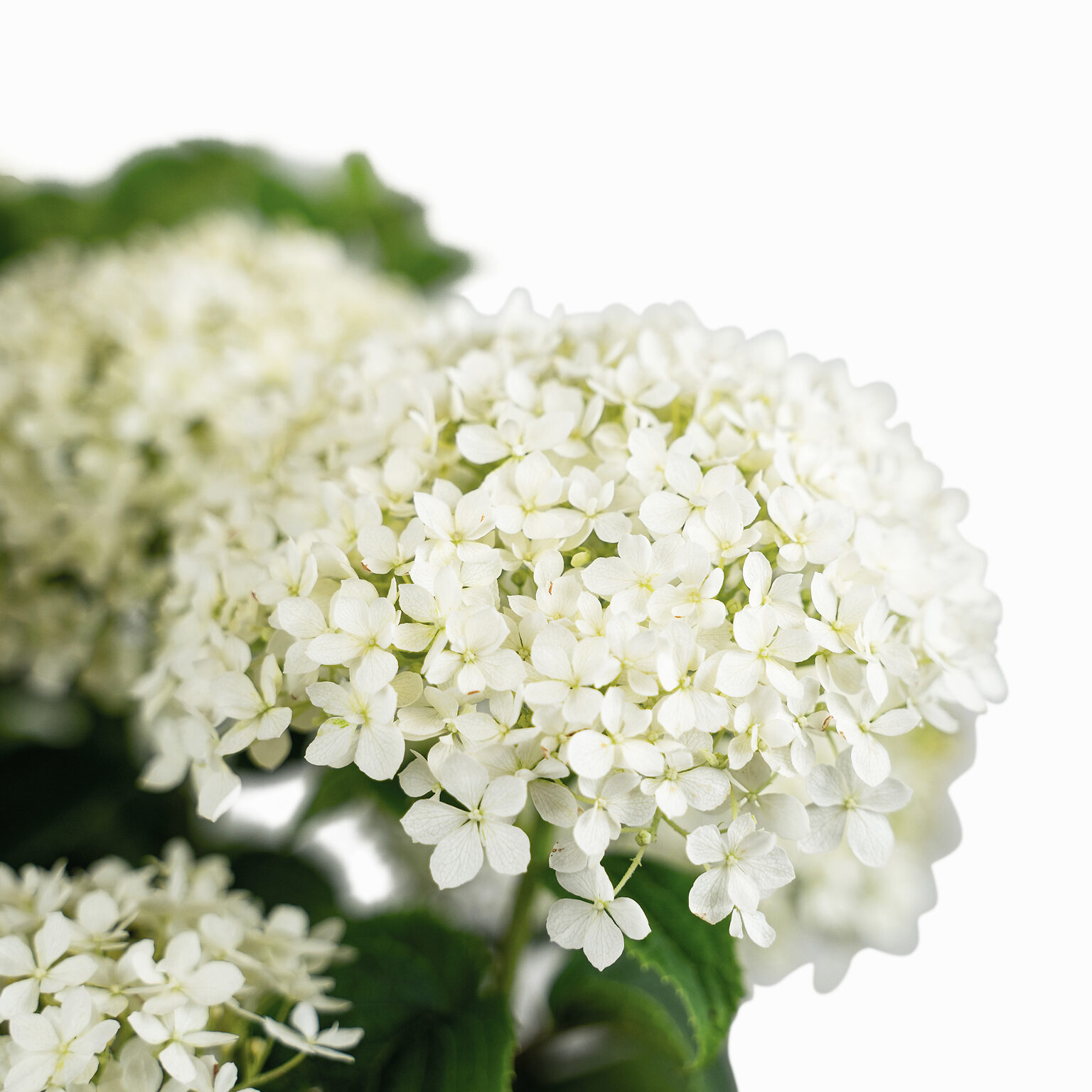 Invincibelle Limetta Hydrangea Shrubs For Sale Online | The Tree Center