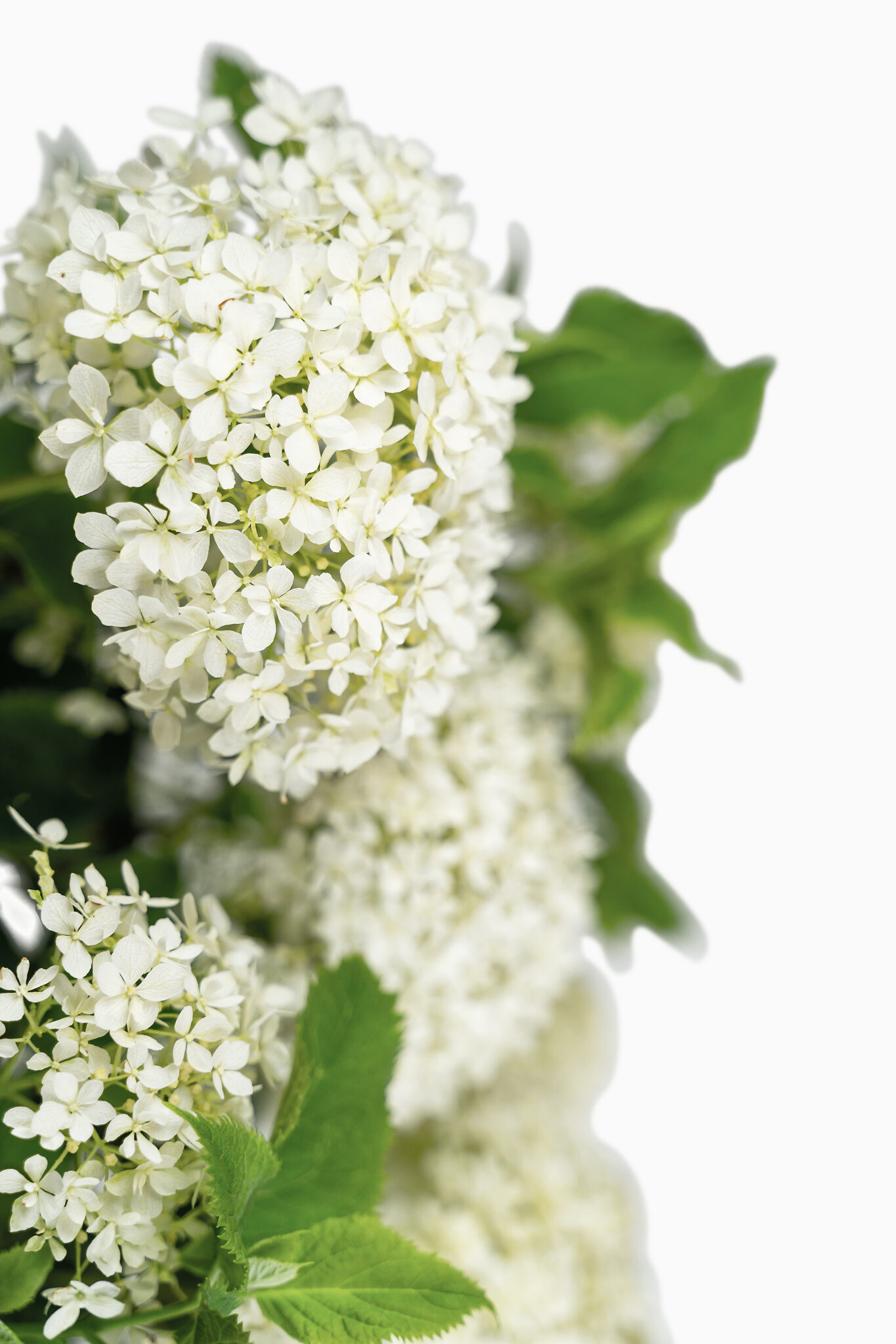 Invincibelle Limetta Hydrangea Shrubs For Sale Online | The Tree Center