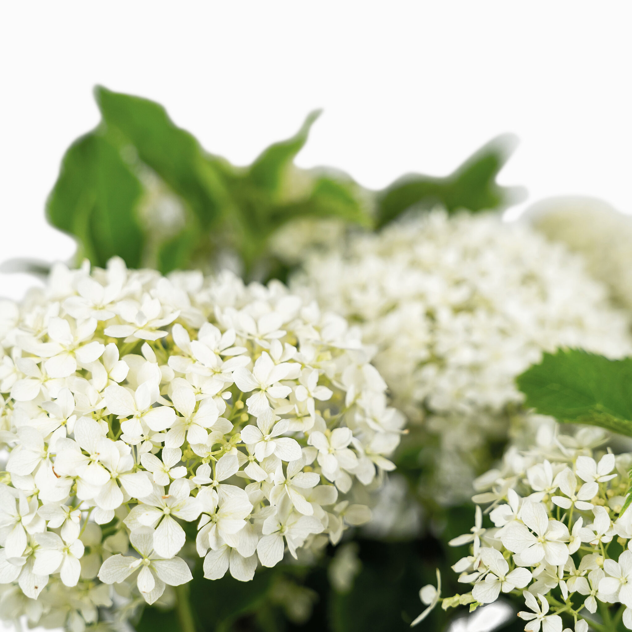 Invincibelle Limetta Hydrangea Shrubs For Sale Online | The Tree Center