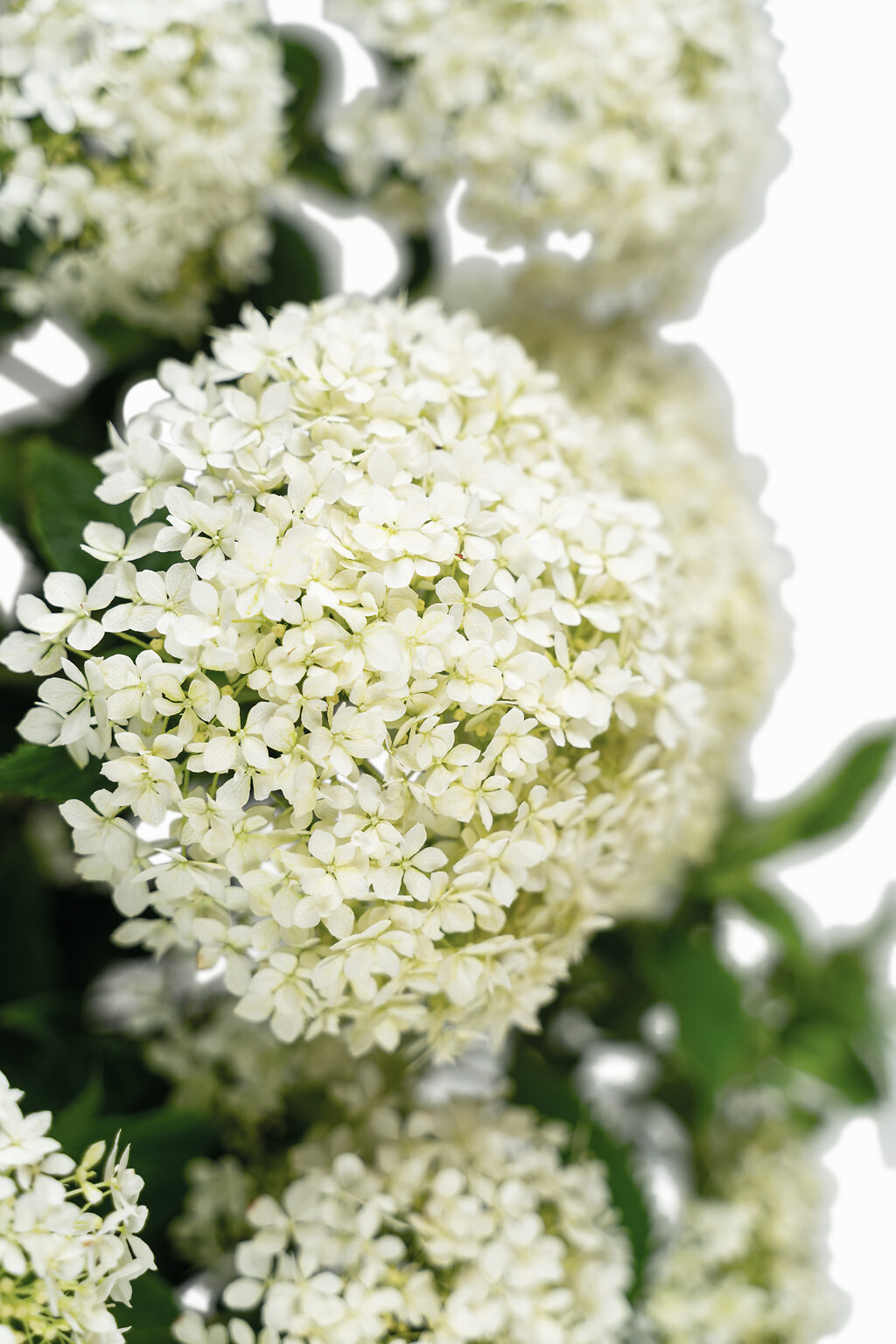 Invincibelle Limetta Hydrangea Shrubs For Sale Online | The Tree Center