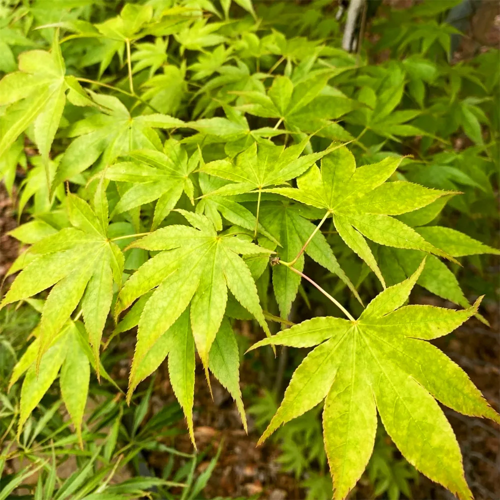 Peridot Flame Japanese Maple Trees For Sale Online | The Tree Center