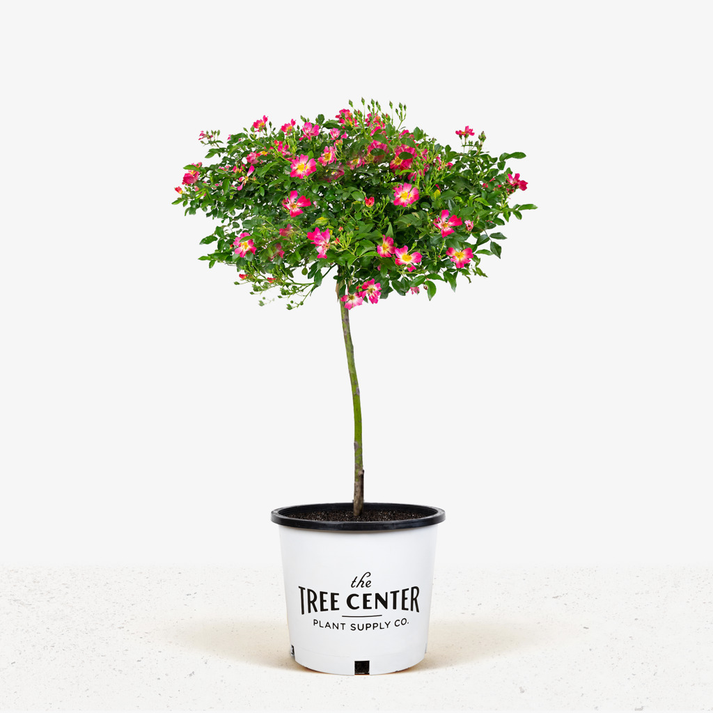 Pink Drift Rose - Tree Form For Sale Online | The Tree Center